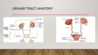 Urinary Tract Infection, their symptoms, and risks | PPTX