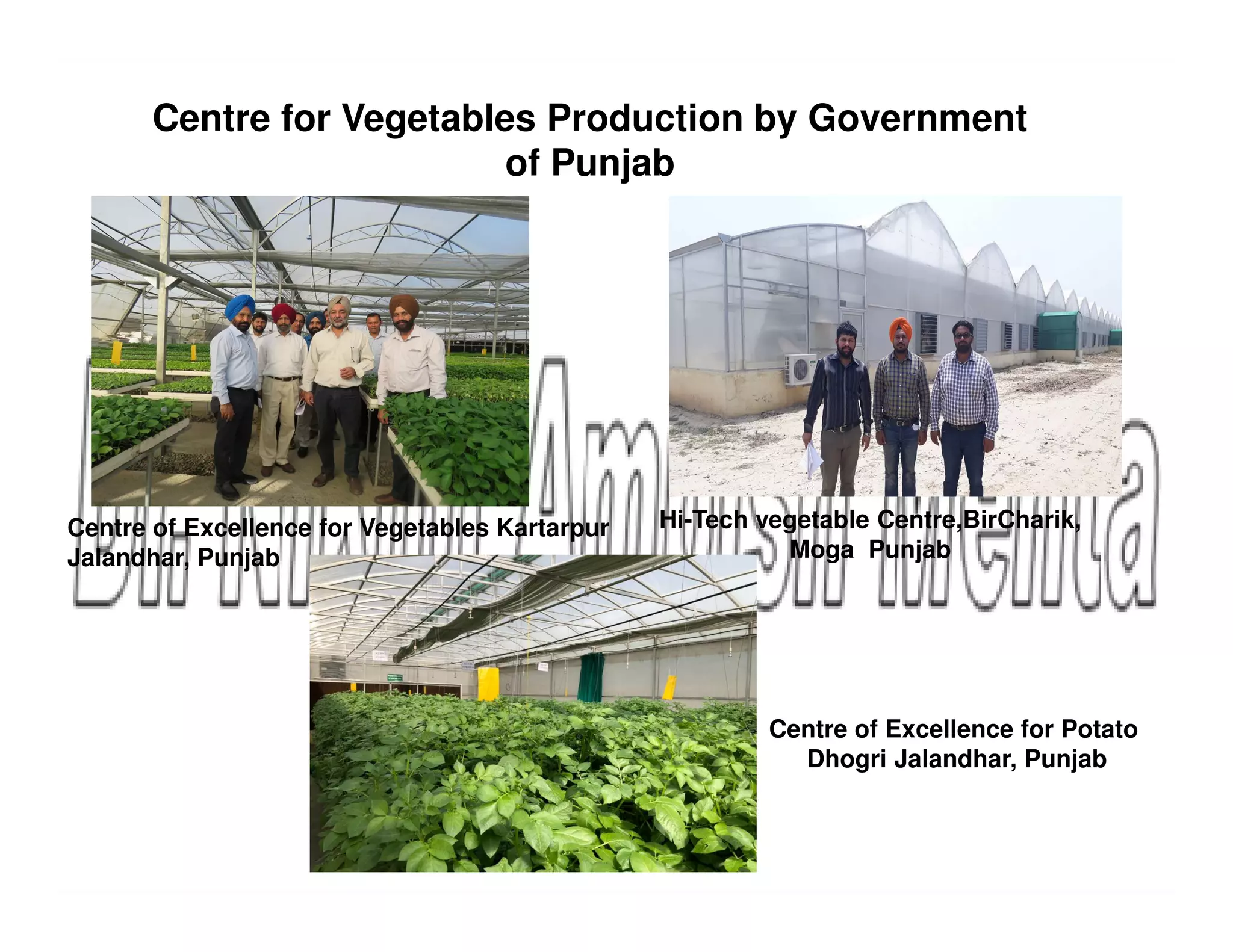 Recent techniques in vegetable production in India | PDF