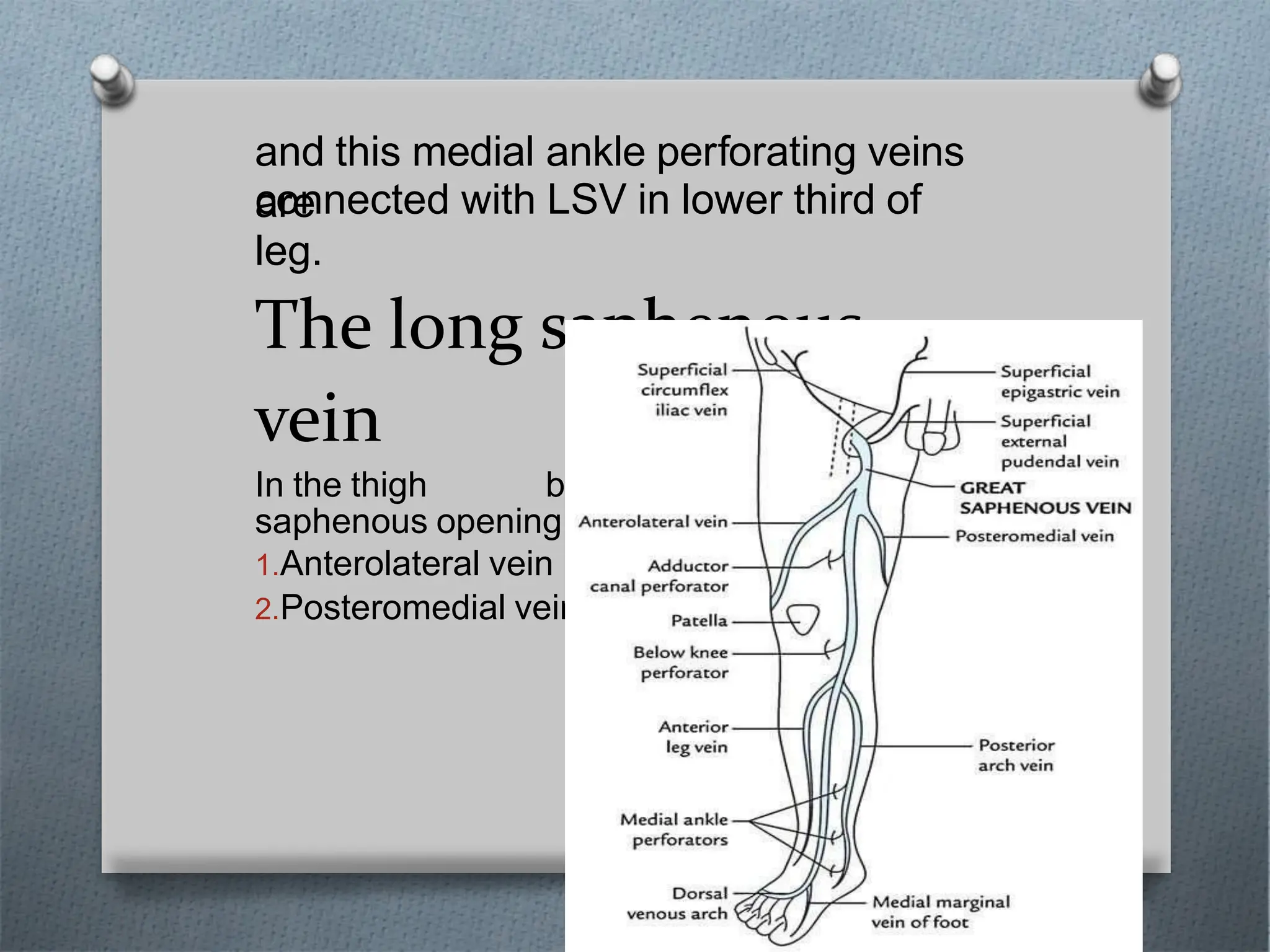 Anatomy of the venous system of lower limb | PPT | Pregnancy ...