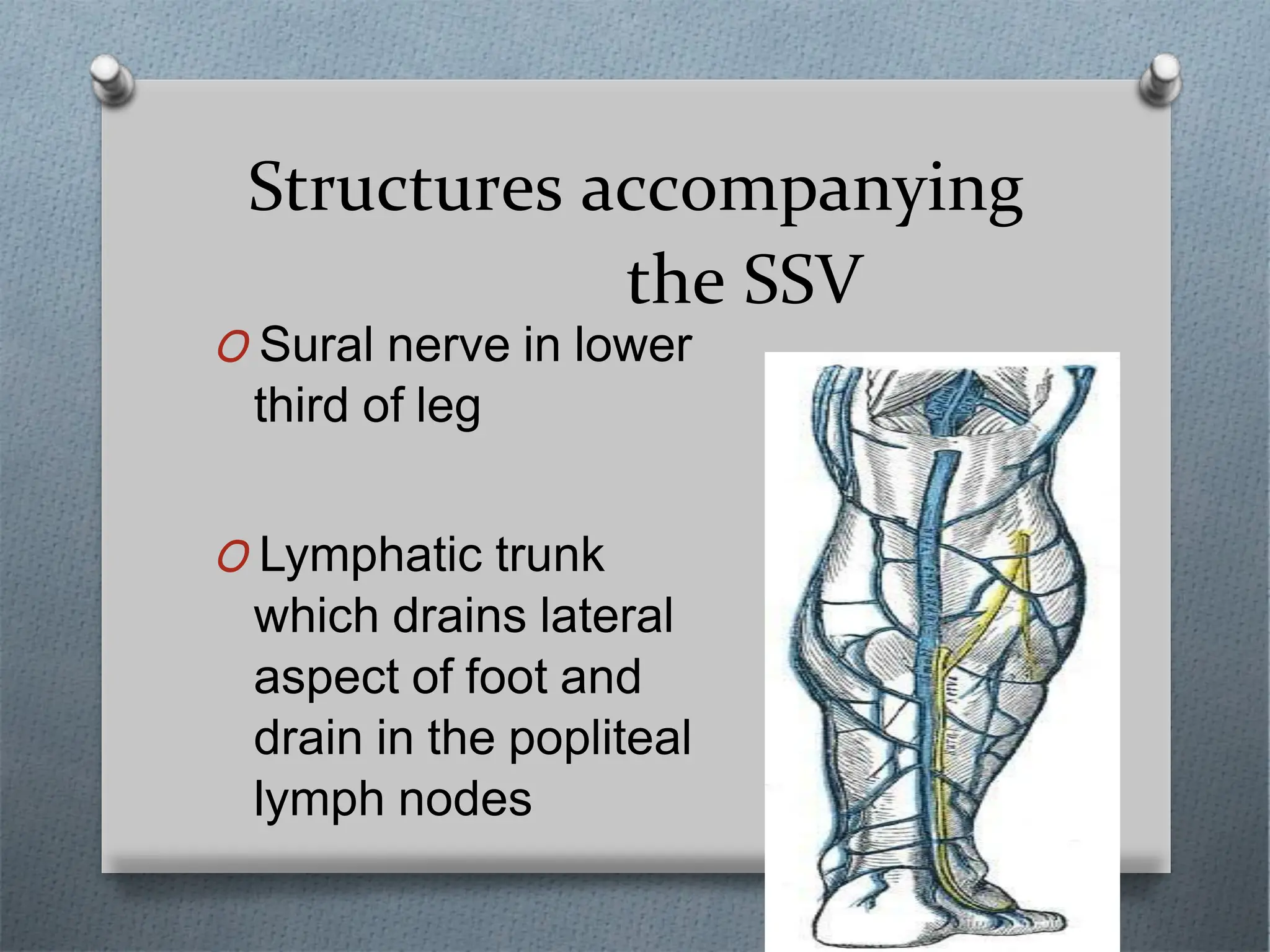 Anatomy of the venous system of lower limb | PPT