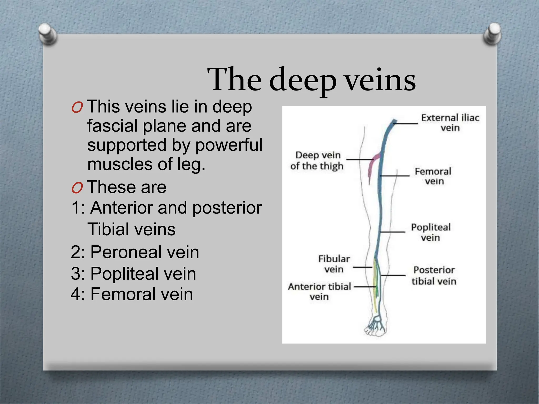 Anatomy of the venous system of lower limb | PPT