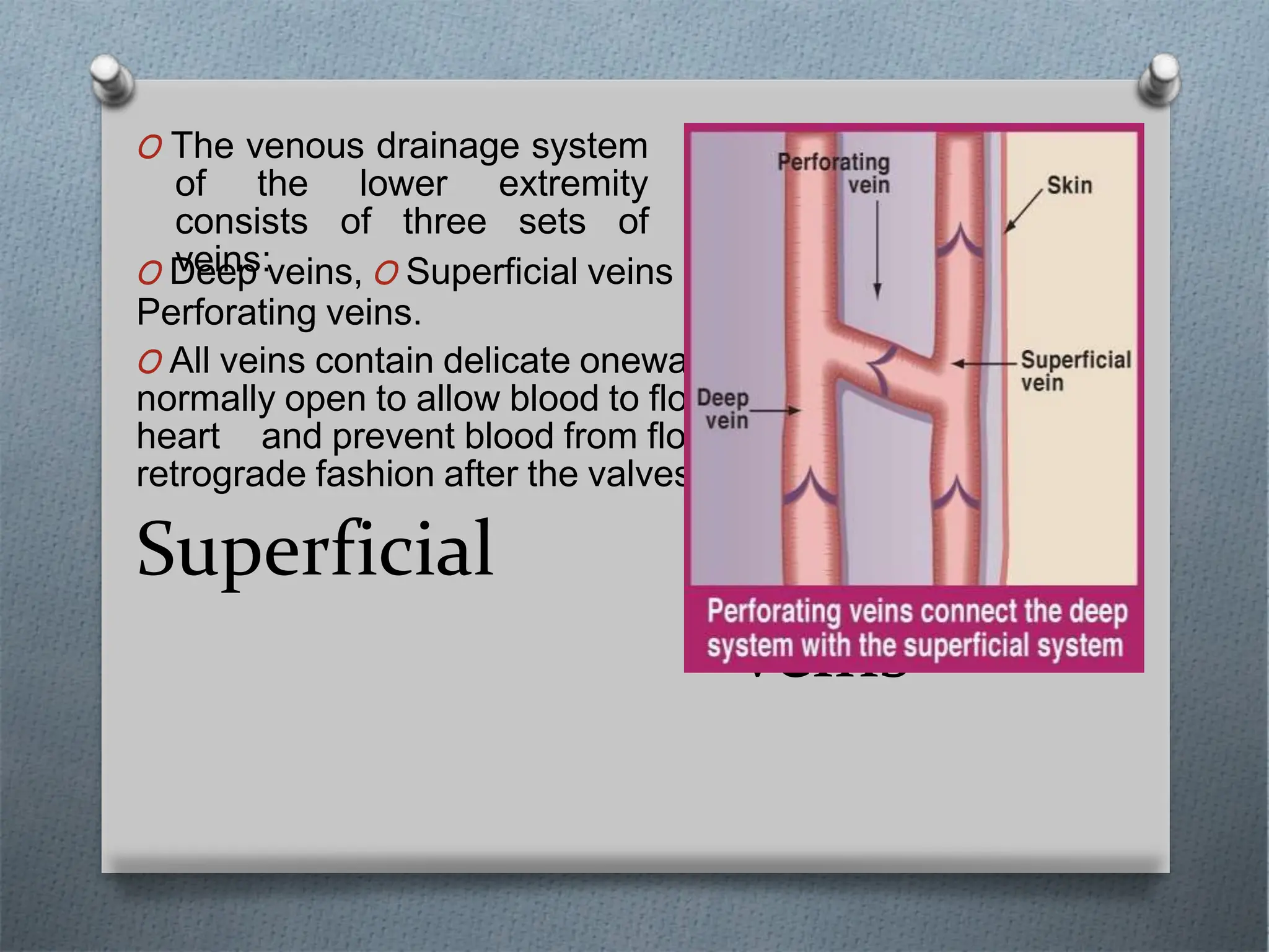 Anatomy of the venous system of lower limb | PPT