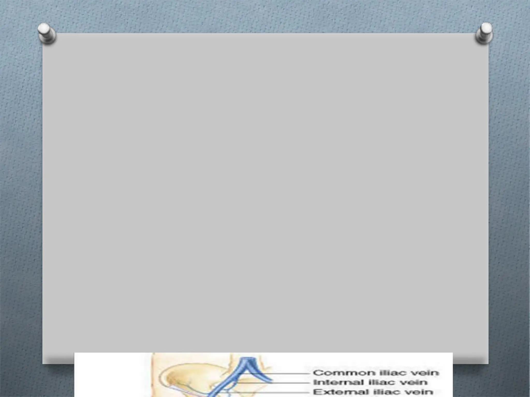 Anatomy of the venous system of lower limb | PPT