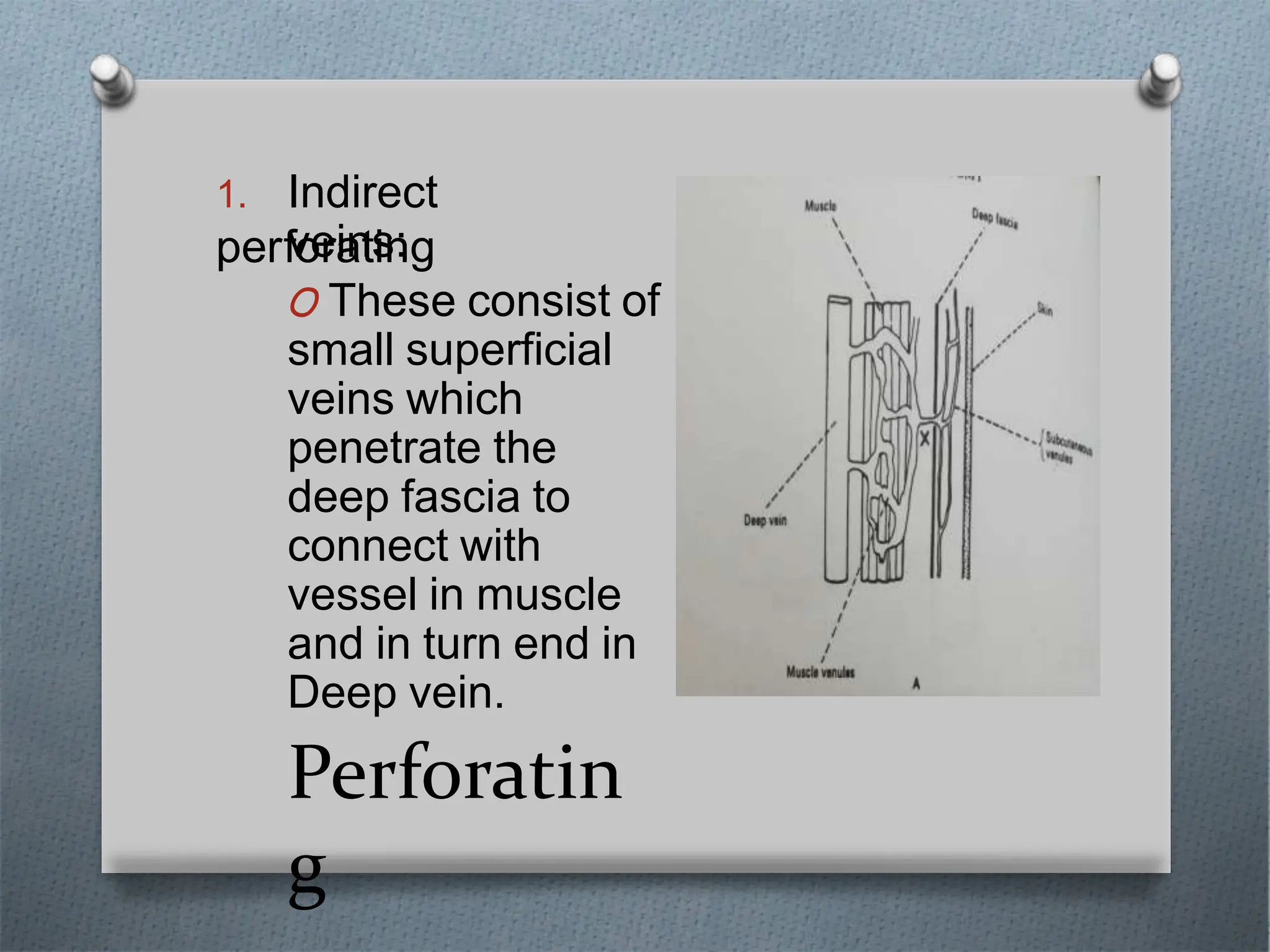 Anatomy of the venous system of lower limb | PPT