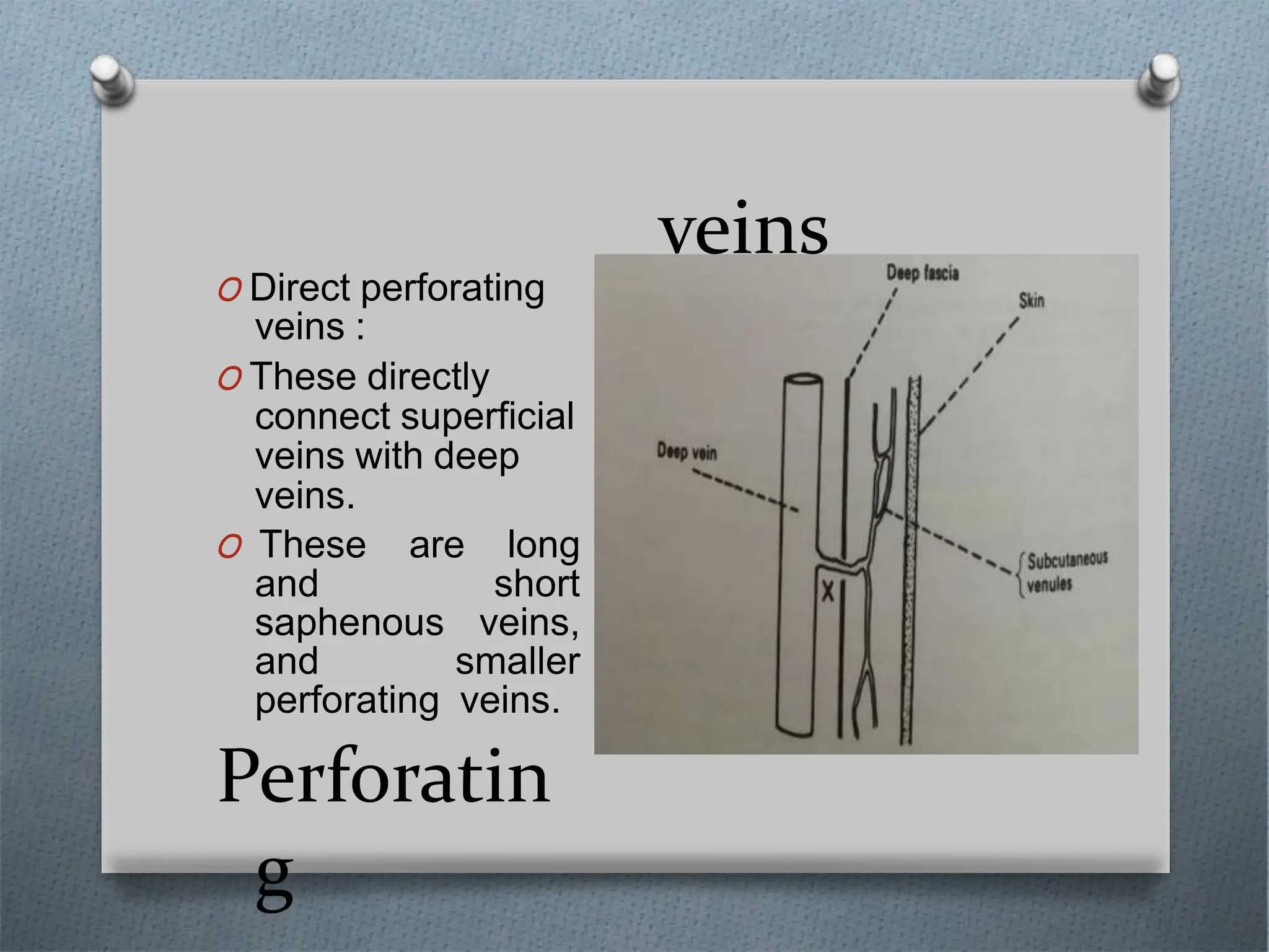 Anatomy of the venous system of lower limb | PPT