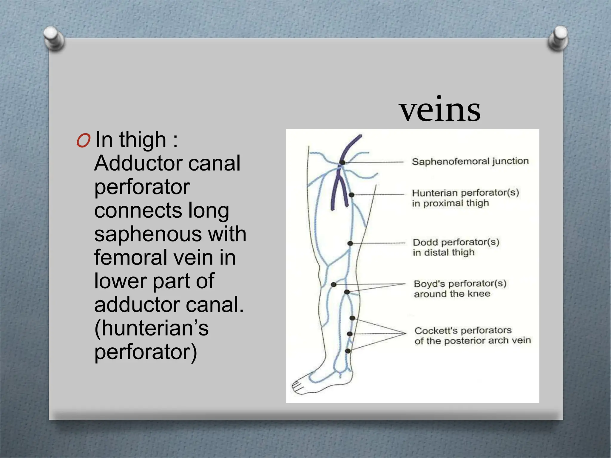 Anatomy of the venous system of lower limb | PPT