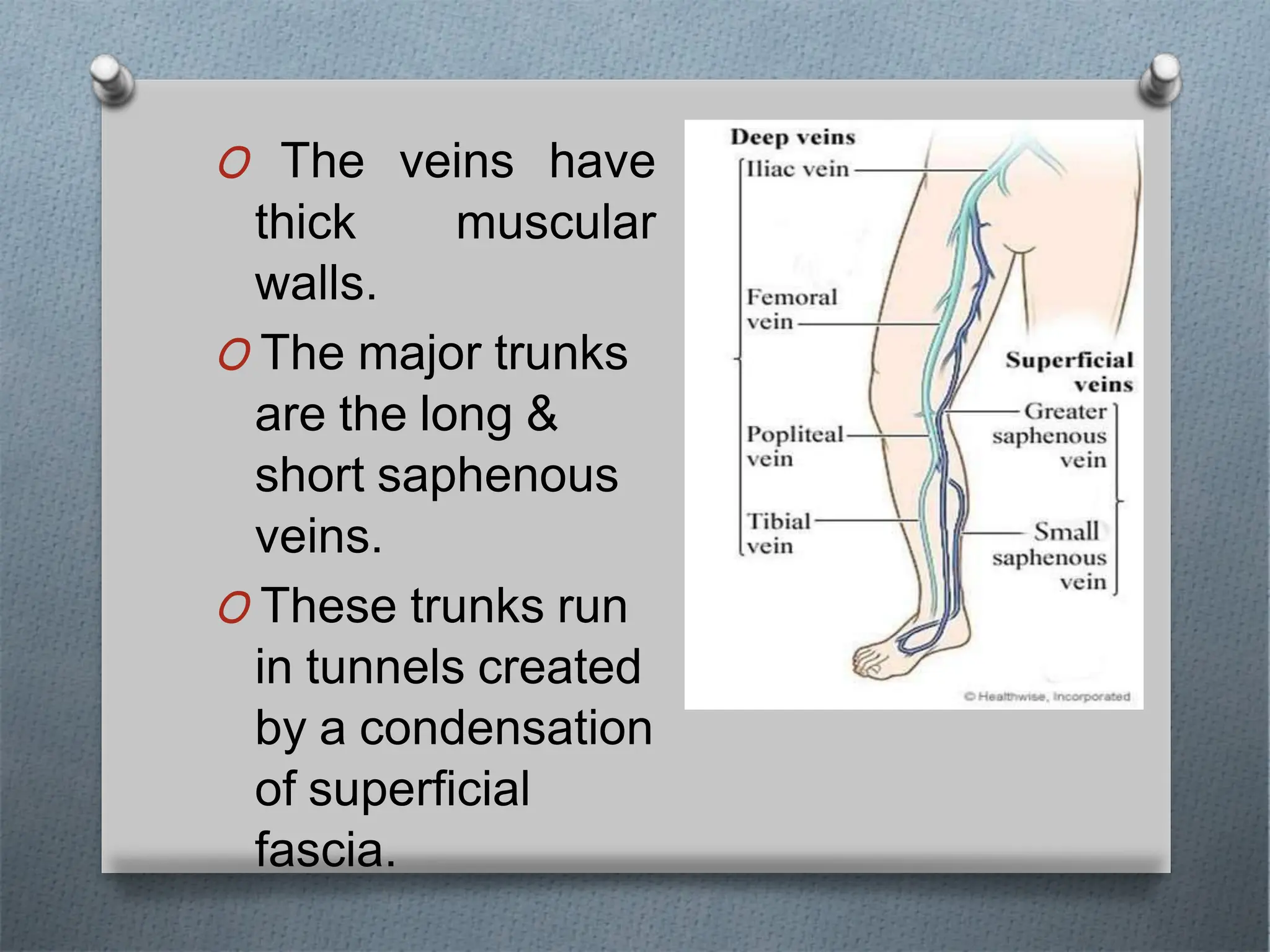 Anatomy of the venous system of lower limb | PPT