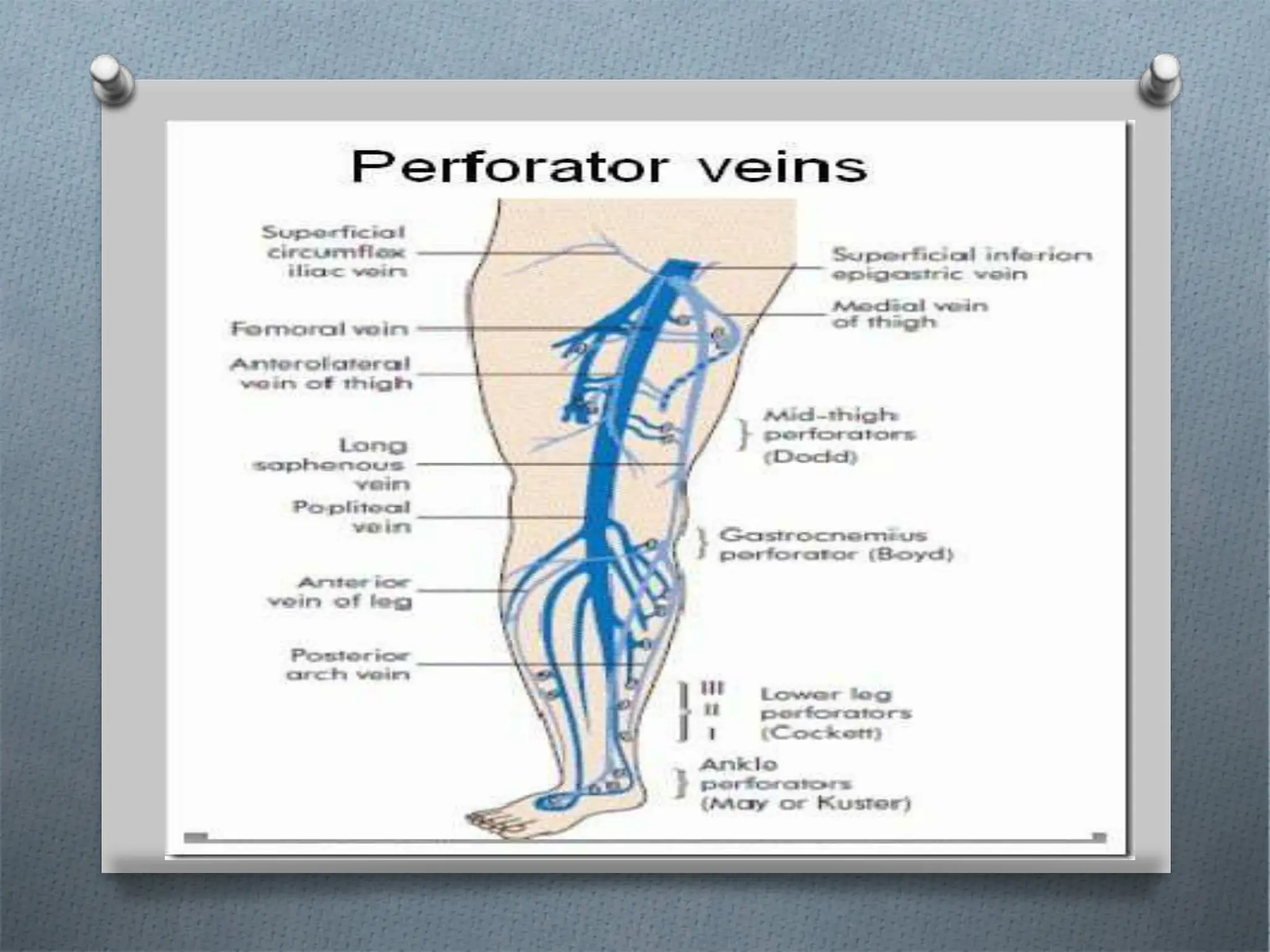 Anatomy of the venous system of lower limb | PPT