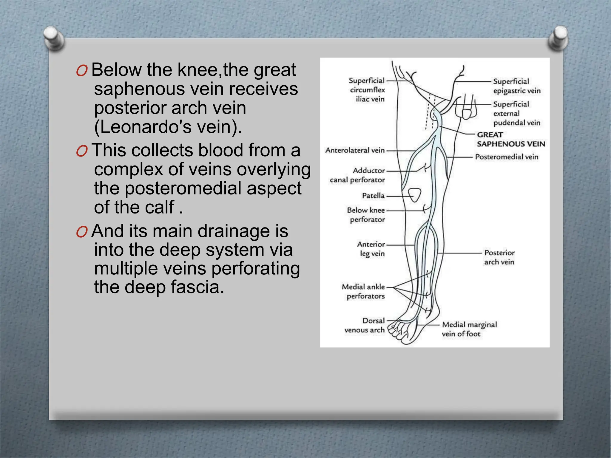 Anatomy of the venous system of lower limb | PPT