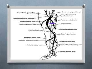 Anatomy of the venous system of lower limb | PPT