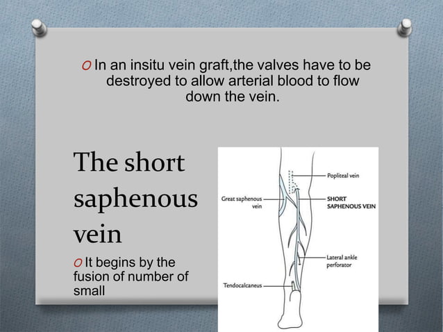 Anatomy of the venous system of lower limb | PPT | Pregnancy ...