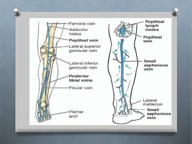 Anatomy of the venous system of lower limb | PPT | Pregnancy ...