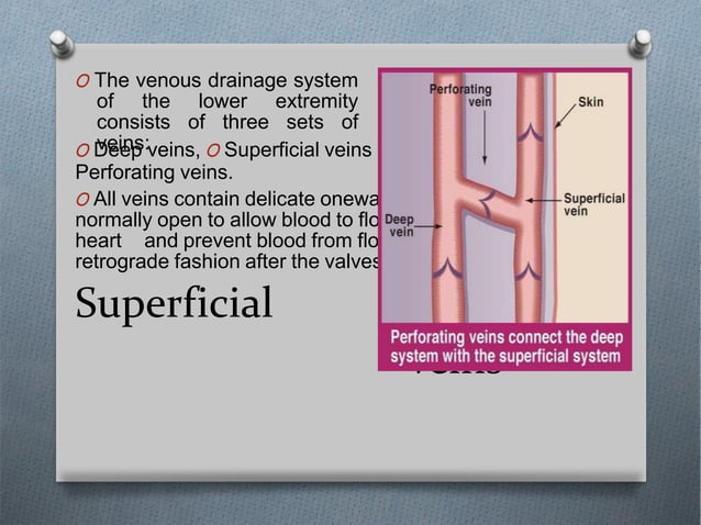 Anatomy of the venous system of lower limb | PPT | Pregnancy ...