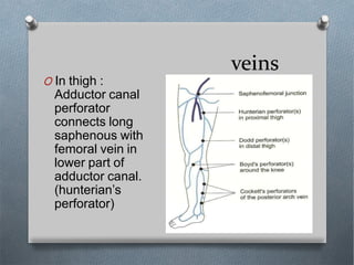 Anatomy of the venous system of lower limb | PPT