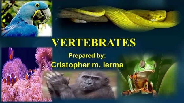 PPT Vertebrates Demo Teaching.pptx | Free Download
