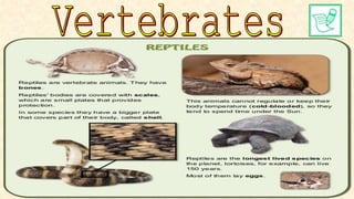 PPT Vertebrates Demo Teaching.pptx