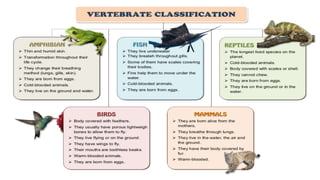 PPT Vertebrates Demo Teaching.pptx