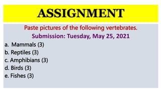 PPT Vertebrates Demo Teaching.pptx