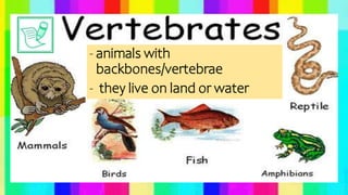 PPT Vertebrates Demo Teaching.pptx