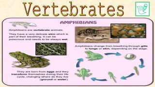 PPT Vertebrates Demo Teaching.pptx
