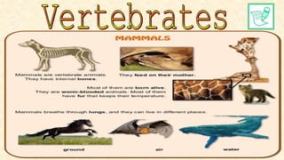 PPT Vertebrates Demo Teaching.pptx
