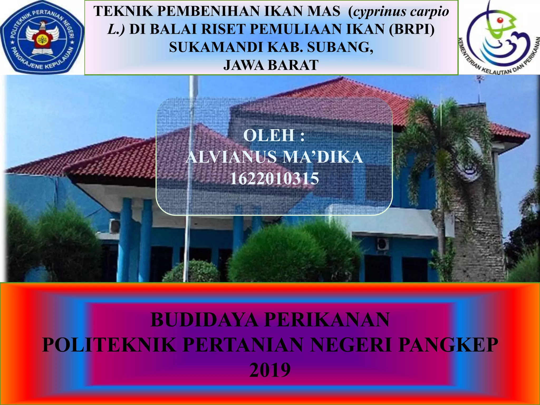 TEKNIK PEMIJAHAN IKAN MAS || Vian66 | PPTX