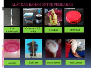 TEKNIK PEMIJAHAN IKAN MAS || Vian66 | PPTX