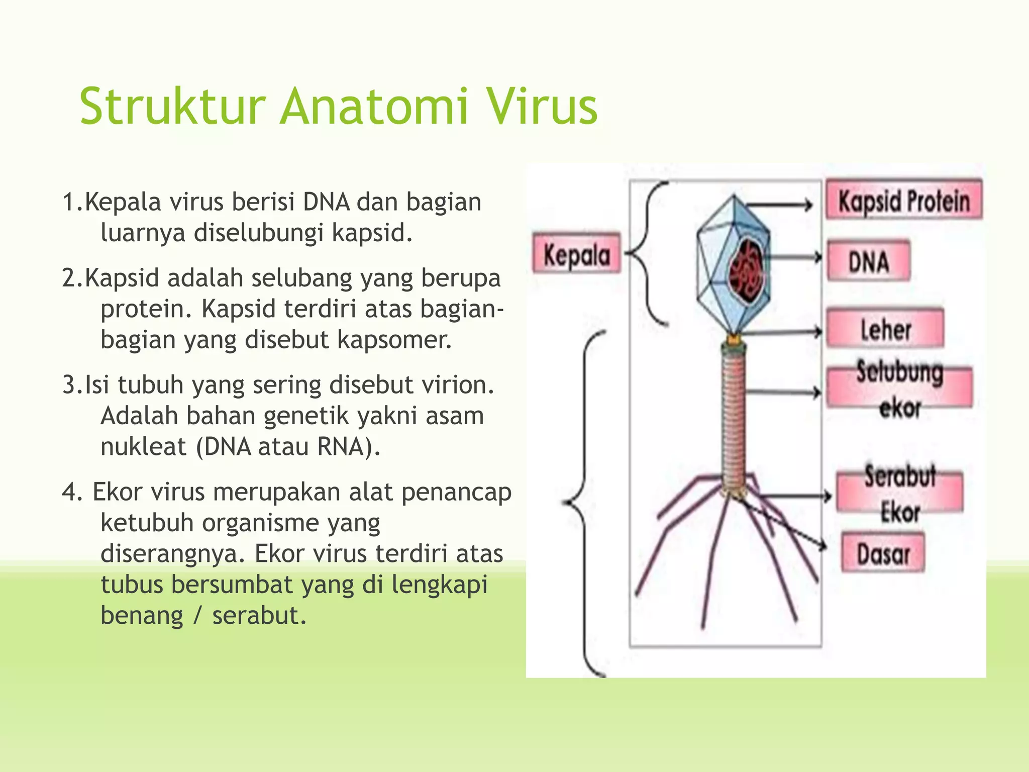 ppt virus.pptx
