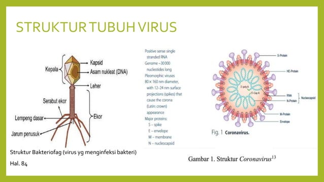 PPT VIRUS.ppt | Free Download