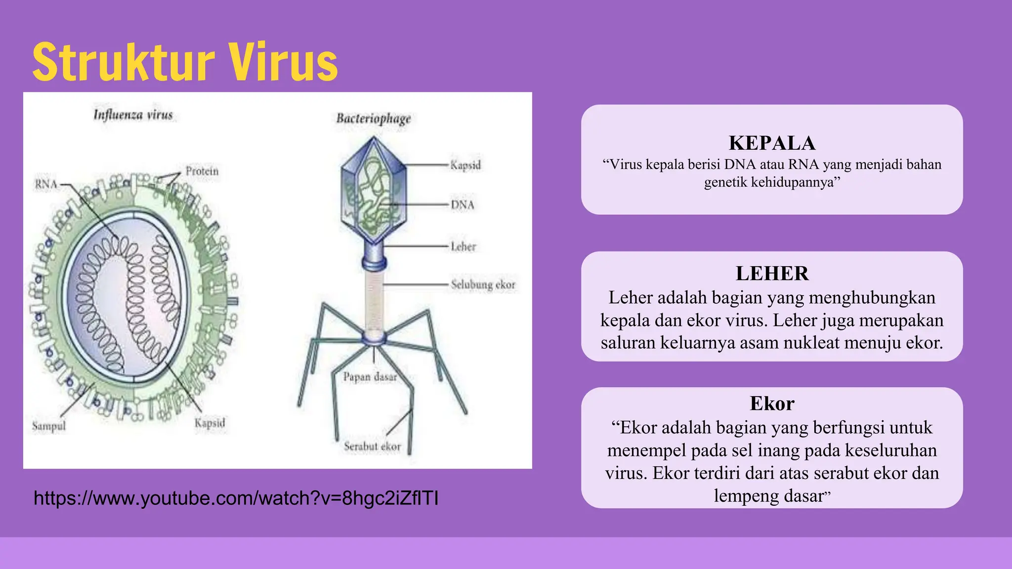 PPT VIRUS.pptx