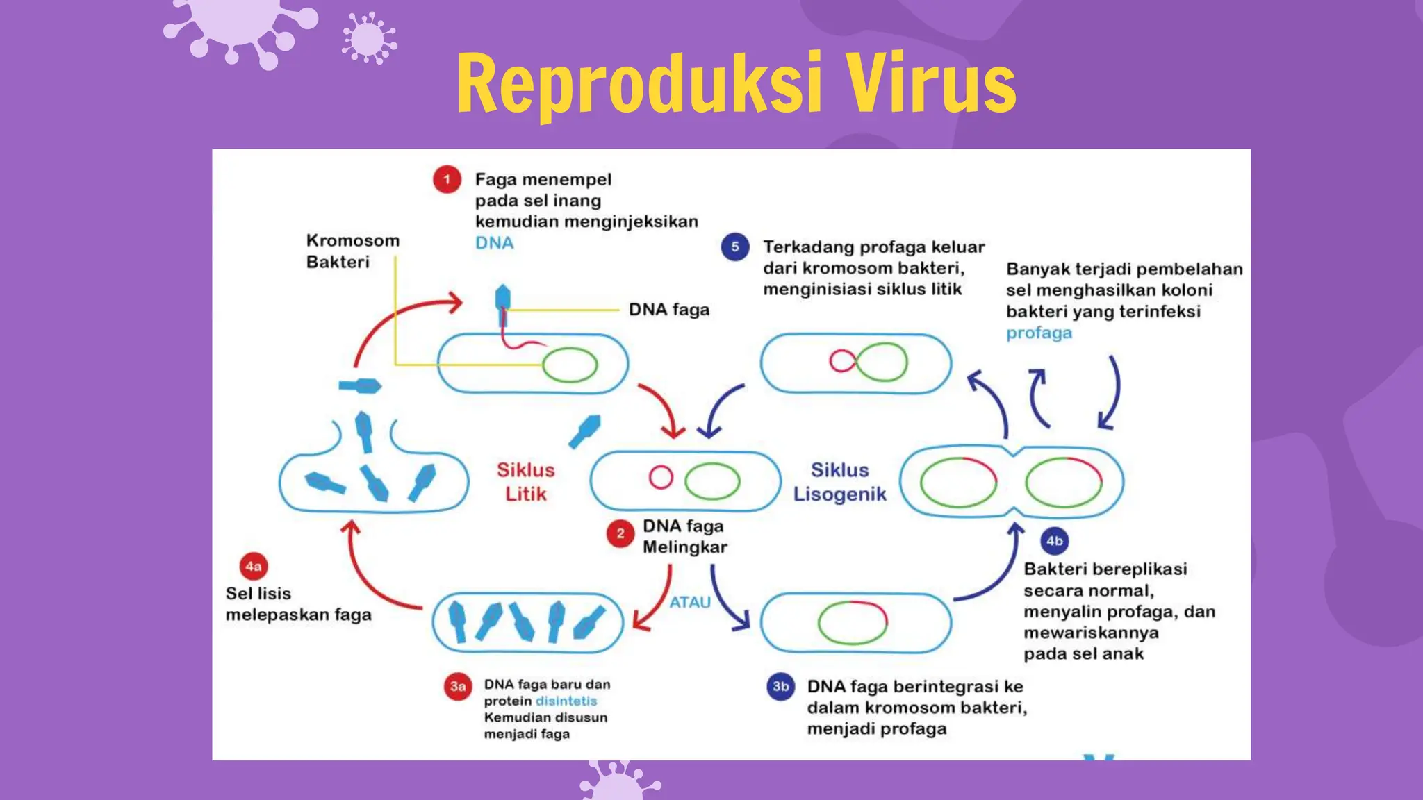 PPT VIRUS.pptx