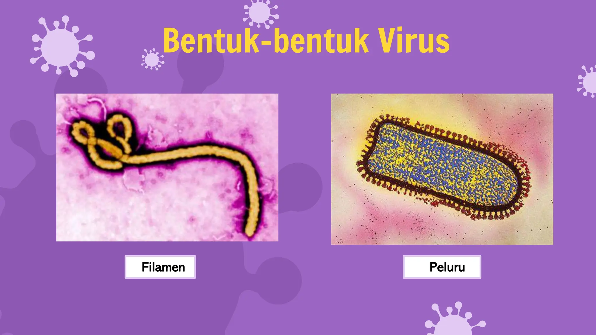 PPT VIRUS.pptx