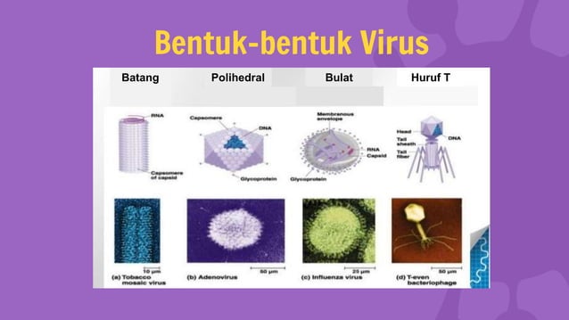 PPT VIRUS.pptx