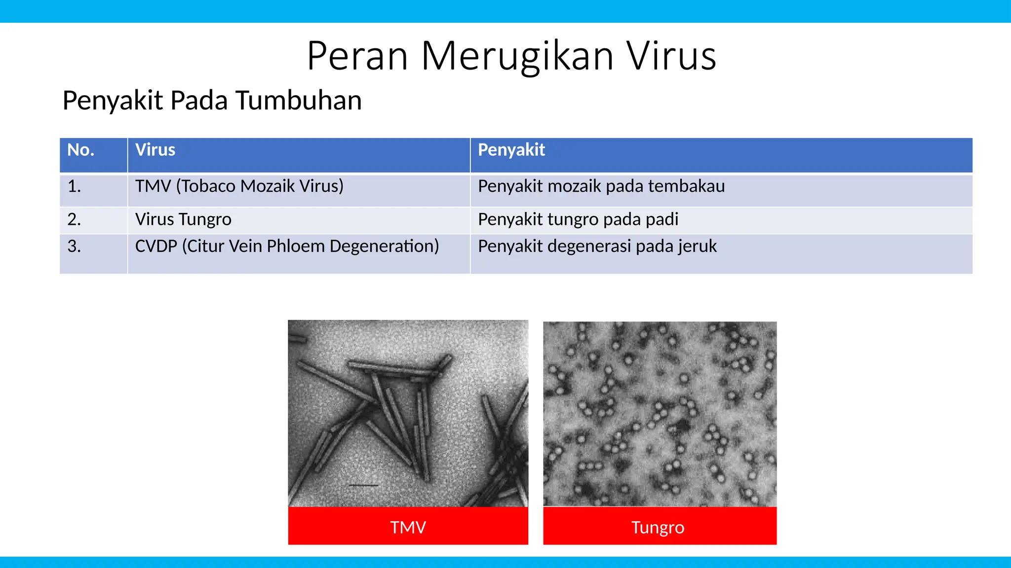 PPT VIRUS FASE E KURIKULUM MERDEKA BIOLOGI | PPTX