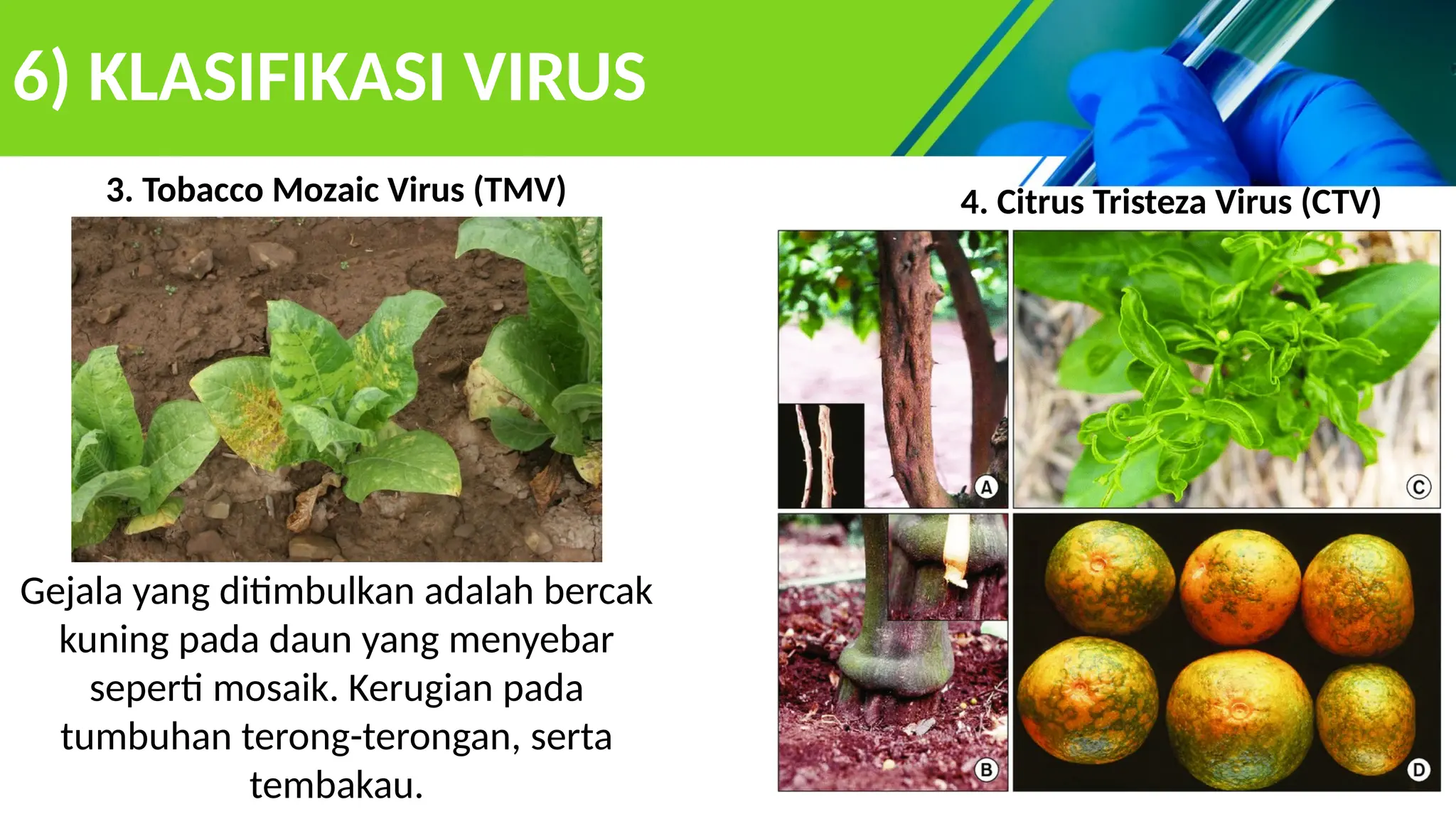 PPT VIRUS KELAS 10 siffar, ciric dan reproduksi.pptx