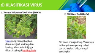 PPT VIRUS KELAS 10 siffar, ciric dan reproduksi.pptx