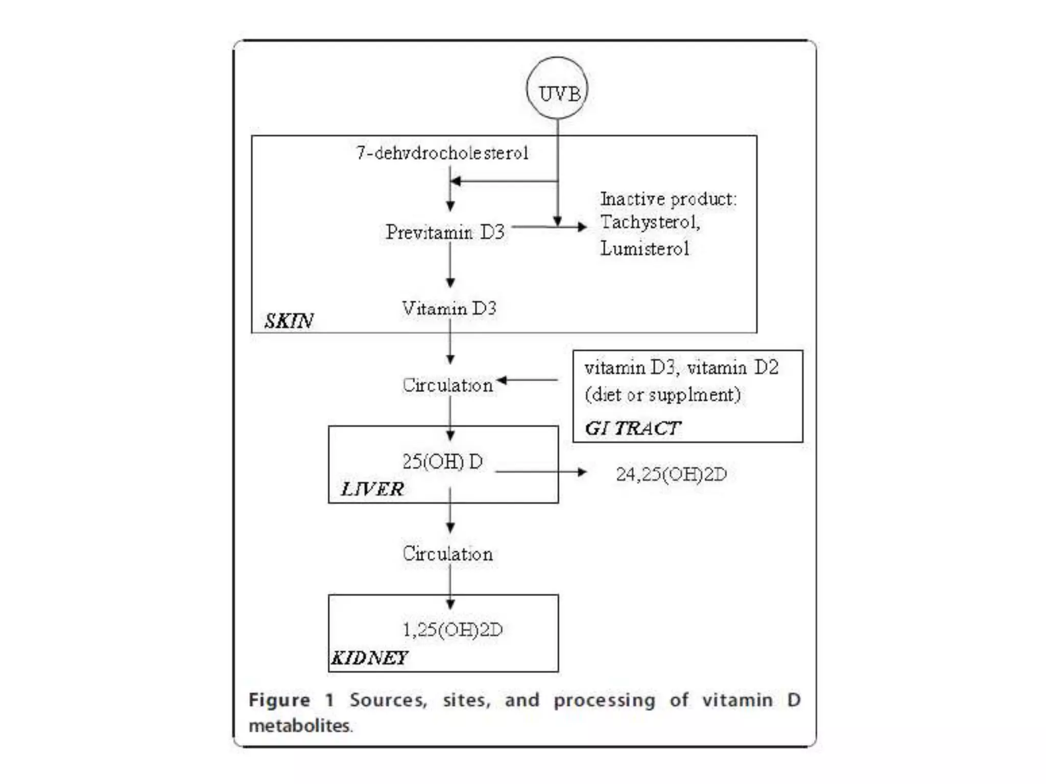 PPT Biokimia Nutrisi - Metabolisme Vitamin D | PPTX