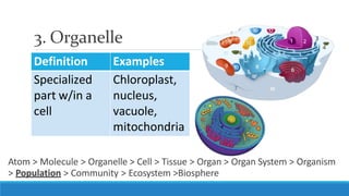 PPT week 3 Levels of Organization.pptx