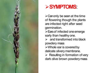 Fungal diseases of Wheat disease | PPTX
