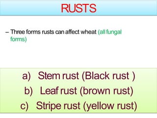 Fungal diseases of Wheat disease | PPTX