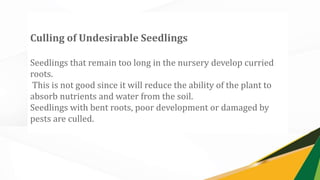 CACAO NURSERY ESTABLISHMENT AND MANAGEMENT.pptx