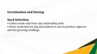 CACAO NURSERY ESTABLISHMENT AND MANAGEMENT.pptx