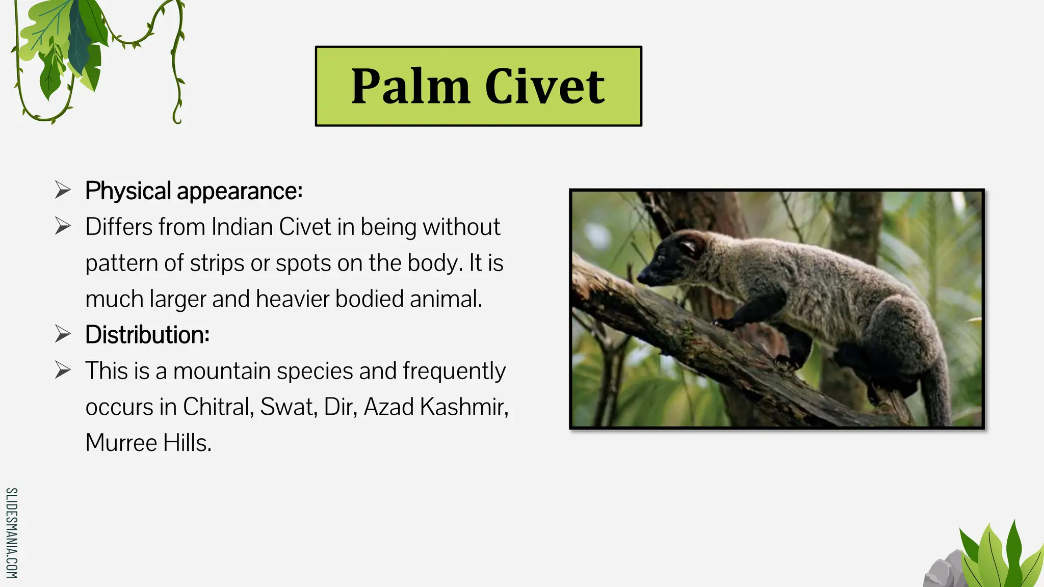 ppt wildlife( bears, martens, civets, Hyaenas).pptx