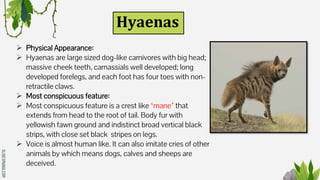 ppt wildlife( bears, martens, civets, Hyaenas).pptx