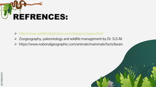 ppt wildlife( bears, martens, civets, Hyaenas).pptx