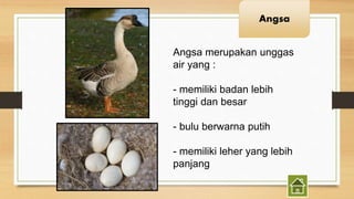 PPT WIRAUSAHA DAN BUDIDAYA UNGGAS PETELUR KELAS XII.pptx