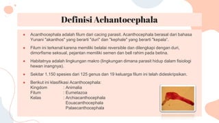 Ppt worm like animal (gastrotricha, acantocepahala, nematomorpha ...