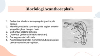 Ppt worm like animal (gastrotricha, acantocepahala, nematomorpha ...
