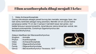 Ppt worm like animal (gastrotricha, acantocepahala, nematomorpha ...