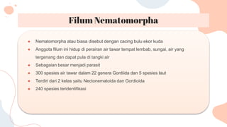 Ppt worm like animal (gastrotricha, acantocepahala, nematomorpha ...